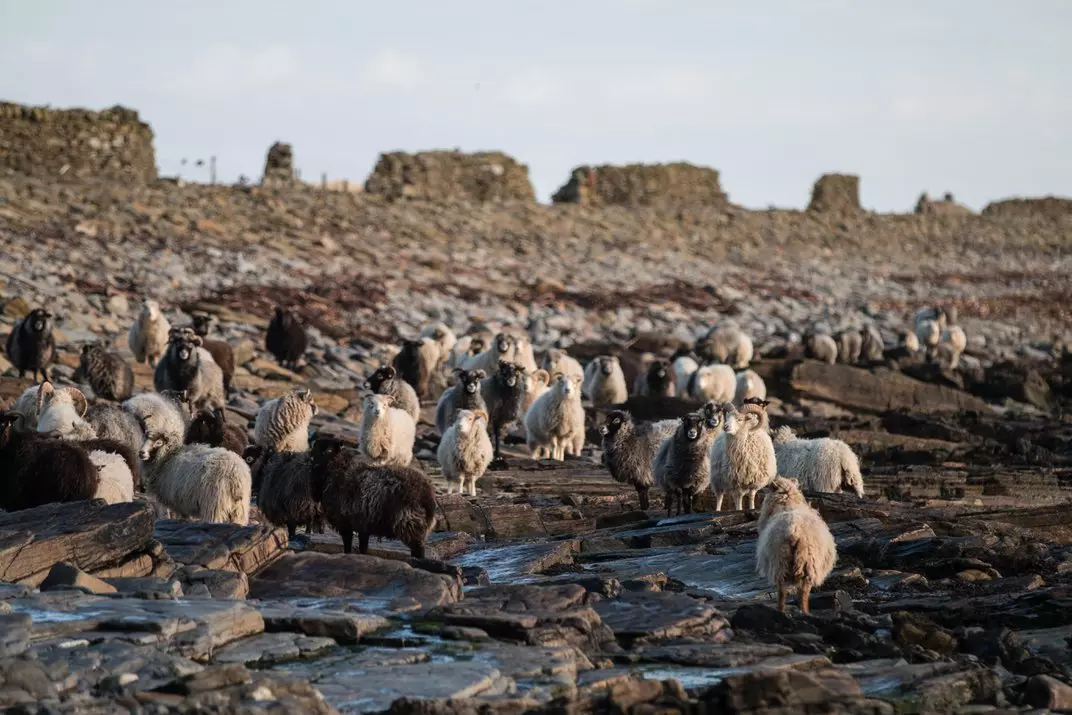 Далекому шотландскому острову нужна помощь в защите овец, питающихся водорослями 25761_3