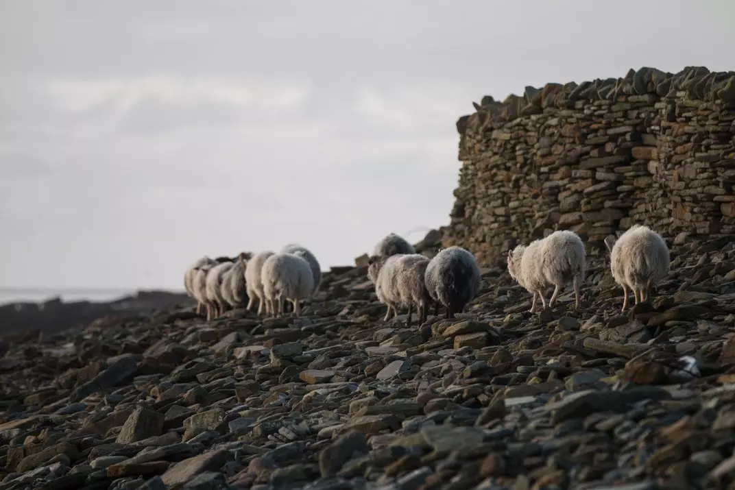 Далекому шотландскому острову нужна помощь в защите овец, питающихся водорослями 25761_4