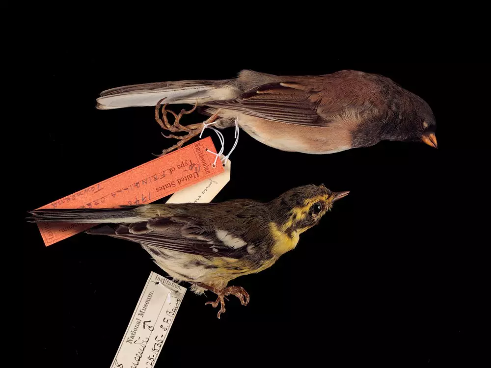 Oregon junco ຕາມືດ & warbler ຂອງ Townsend