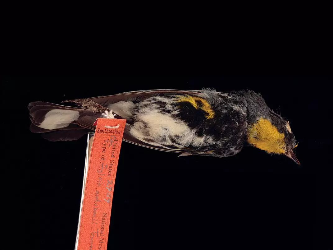 Audubon kang warbler