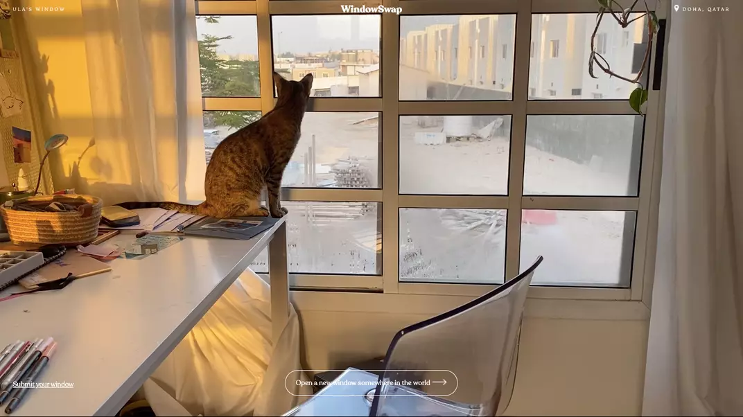 Un gato mira por unha fiestra en Doha, Qatar