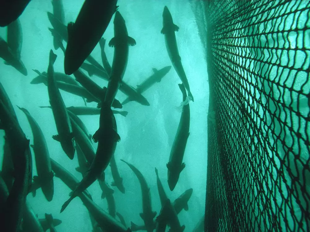 Tusindvis af invasive laks flygter fra farmen i Pacific Northwest