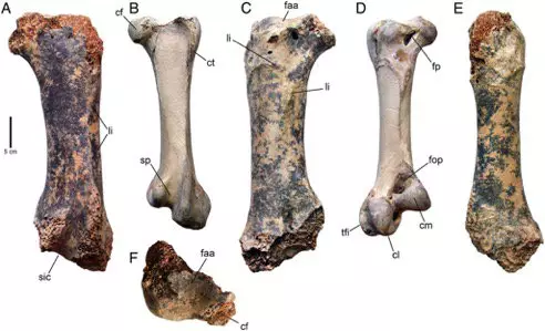 Fossil af gammel fugl tre gange større end en struds fundet i Europa