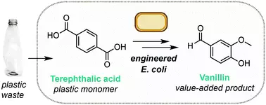 Unha imaxe que mostra a conversión química do ácido tereftálico en vainillina utilizando E.coli de enxeñería