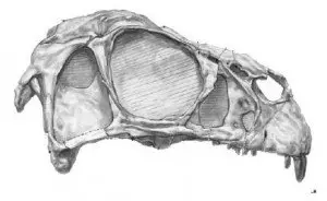 Incisivosaurus, một con khủng long có vết cắn