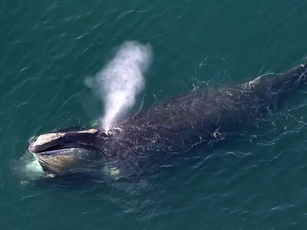 I-North Atlantic Right Whales Manje Isohlwini 'Njengengozi Ebucayi'