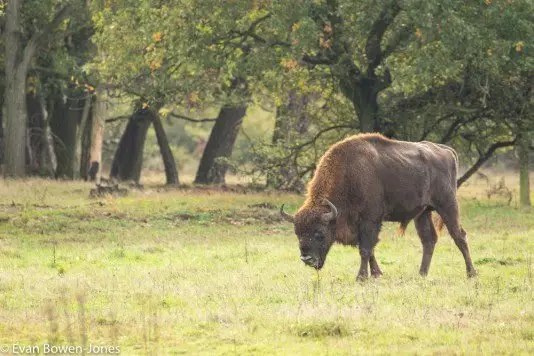 Вайлд Бисон Меңнәрчә ел эчендә беренче тапкыр Британиядә йөрергә