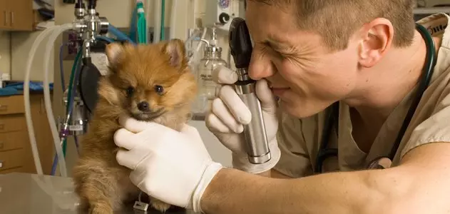 Veterinar i štene