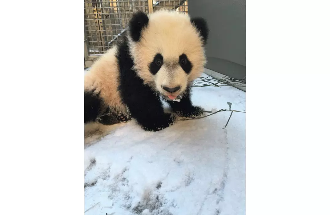 Un Beary Joyeux premier anniversaire à Bei Bei. Des célébrations incroyablement mignonnes sont en magasin 25892_2