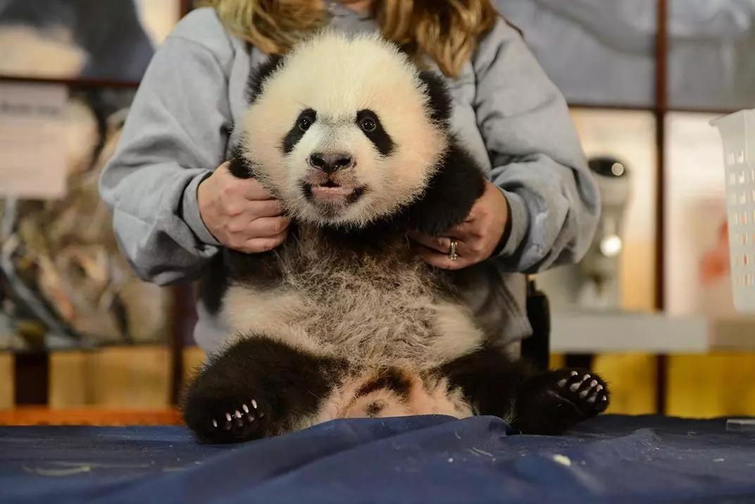 Een Beary Gelukkige Eerste Verjaardag aan Bei Bei. Er staan ondraaglijk leuke feesten op stapel 25892_5