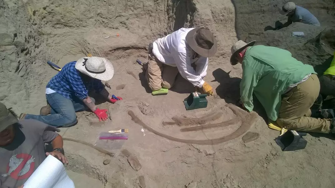 Craniu complet rar de T. Rex găsit în Montana 25908_11