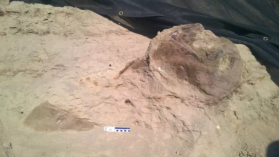 Редкий полный череп тираннозавра найден в Монтане 25908_12