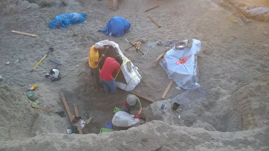 Rijetka potpuna lubanja T. Rexa pronađena u Montani 25908_13