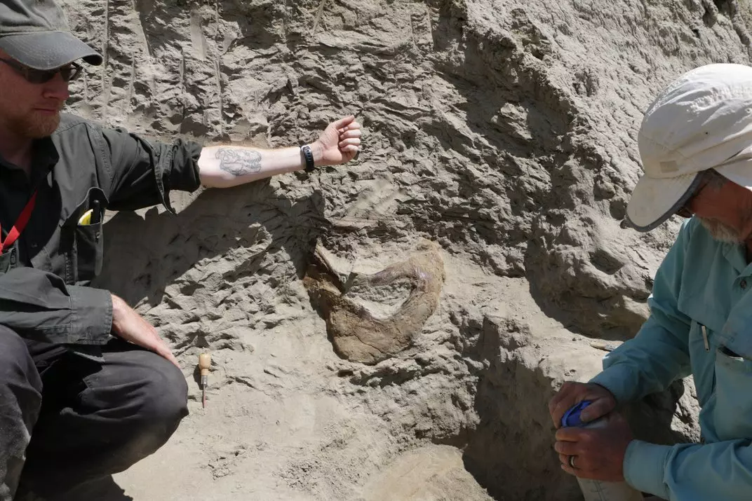 Rzadko Ukończ czaszkę T. Rexa znalezioną w Montanie 25908_3