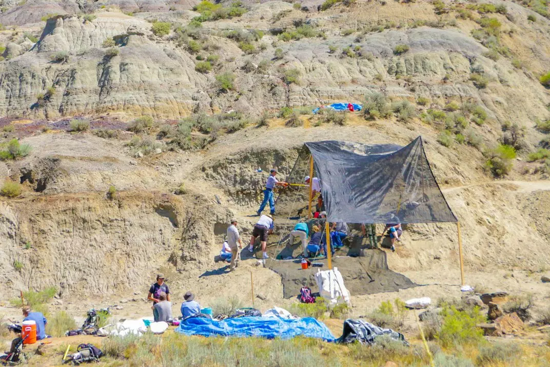 Rzadko Ukończ czaszkę T. Rexa znalezioną w Montanie 25908_4