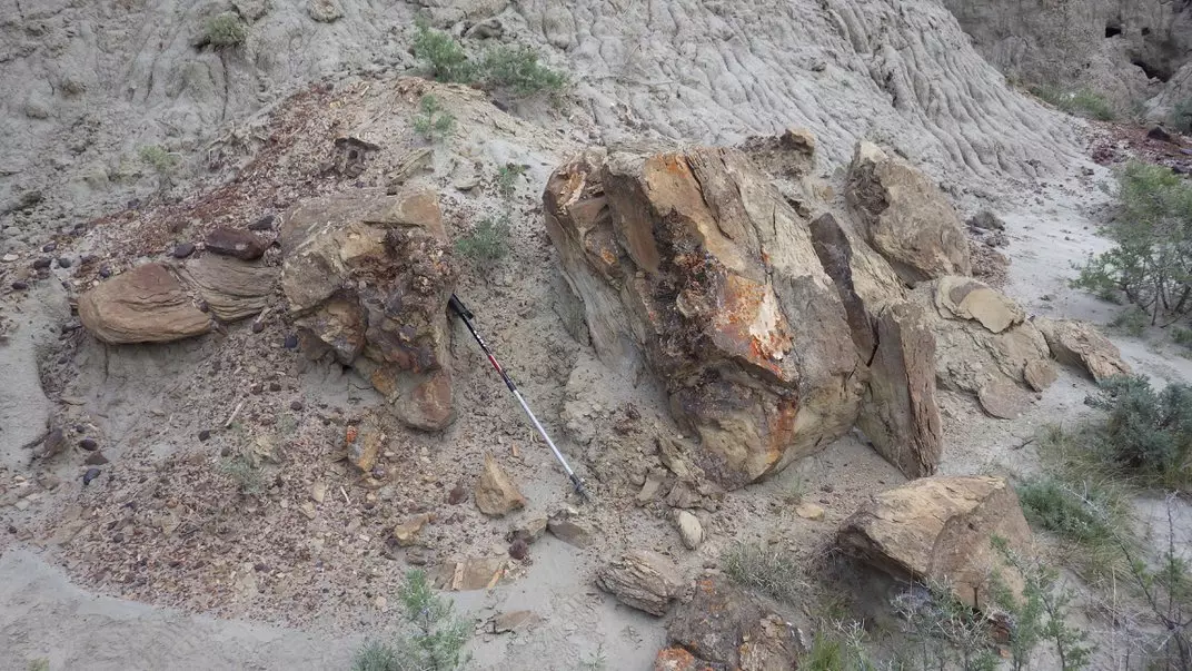 Редкий полный череп тираннозавра найден в Монтане 25908_8