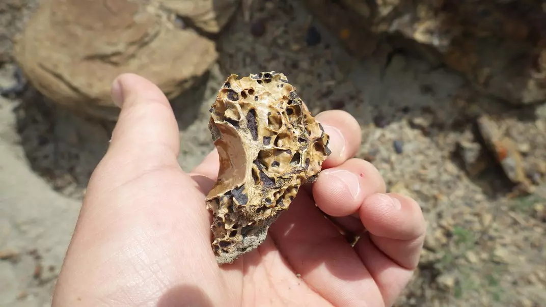 Рідкісний повний череп Т. Рекса знайдено в Монтані 25908_9