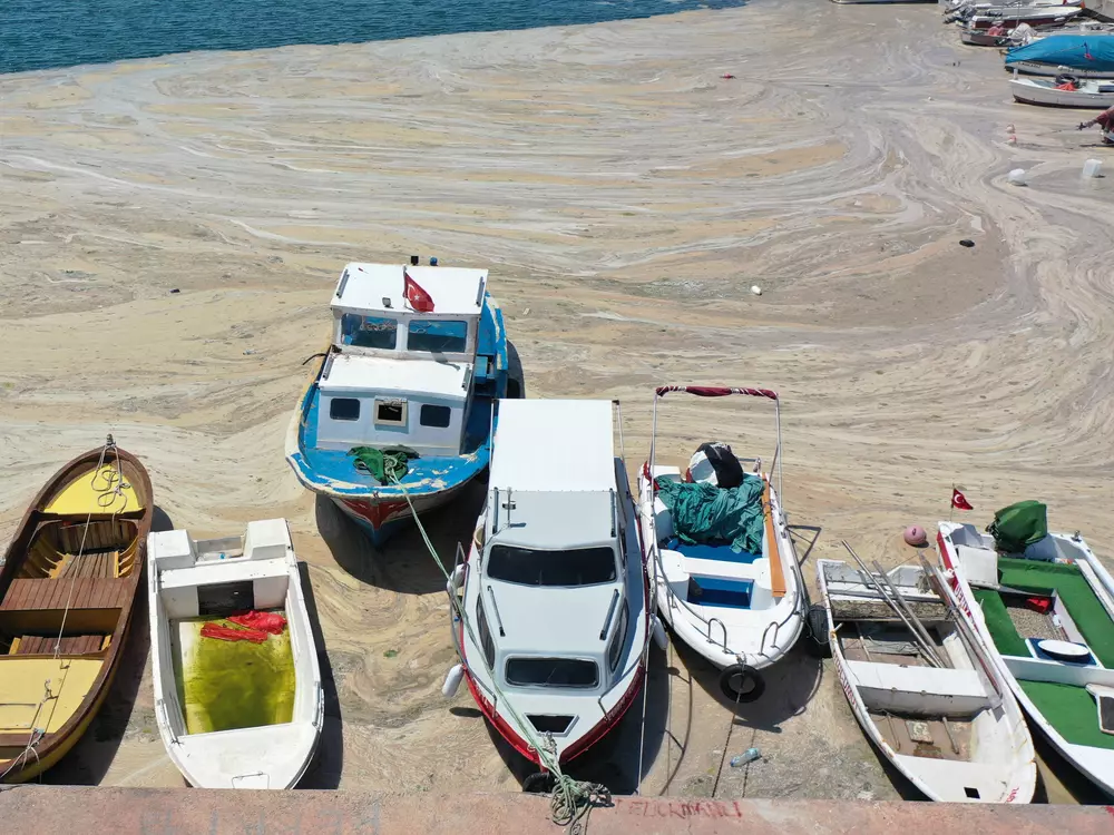 Syv båter knyttet til en brygge flyter på et lag med brunt slim som flyter på havoverflaten