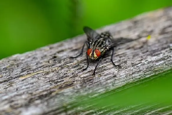 Bluebottle fluga