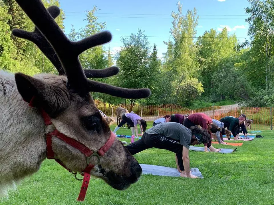 Alaska izao dia manolotra kilasy Yoga Reindeer