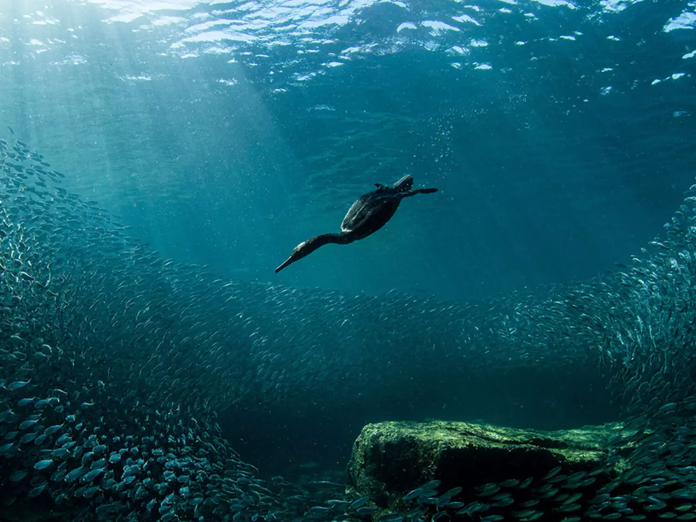 Tan-awa ang Birds Dive, Splash and Play sa Kini nga Mga Litrato nga Nakadaog og Premyo 25943_1