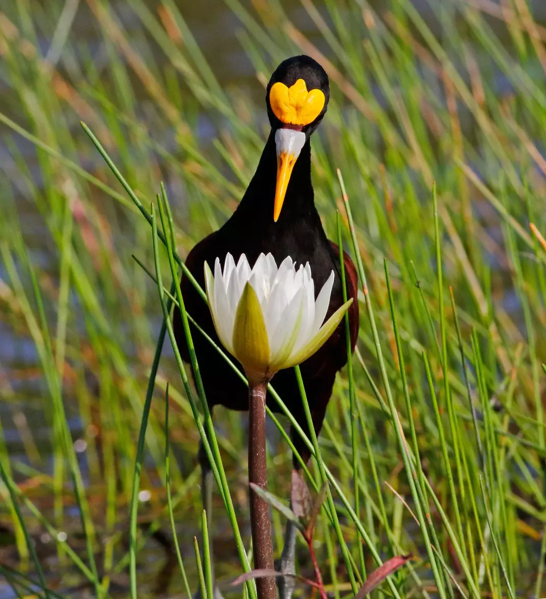 Um Jacana do Norte espreita para baixo em um lírio d'água