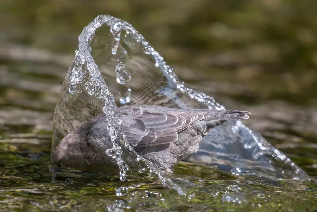 Usa ka American Dipper misabwag sa suba, nga kasagaran gitabonan sa tubig