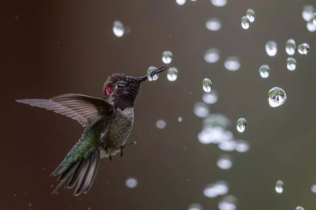 An Anna’s Hummingbird flies mid-air, surrounded by individual water droplets and a purply-green background