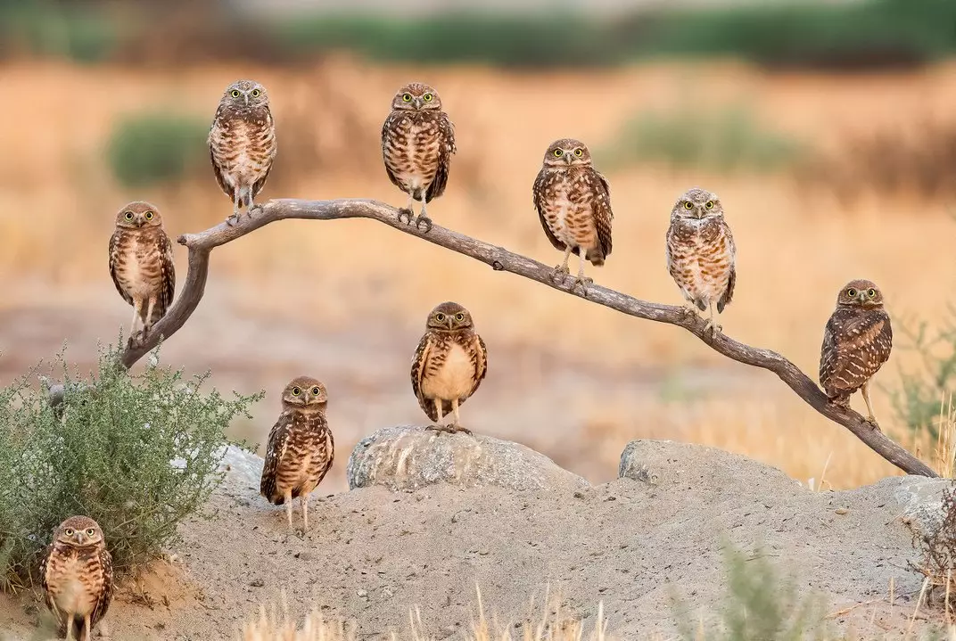 Una familia de lechuzas de madriguera mira al fotógrafo a la vez