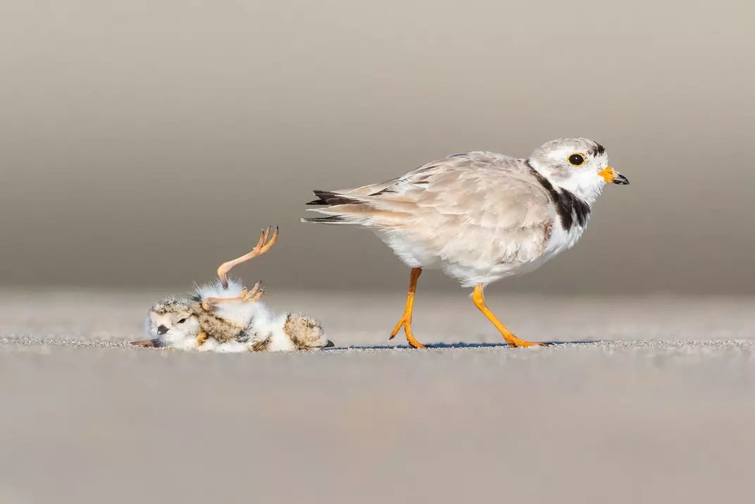 Piping Plover atstāj savu mazuli