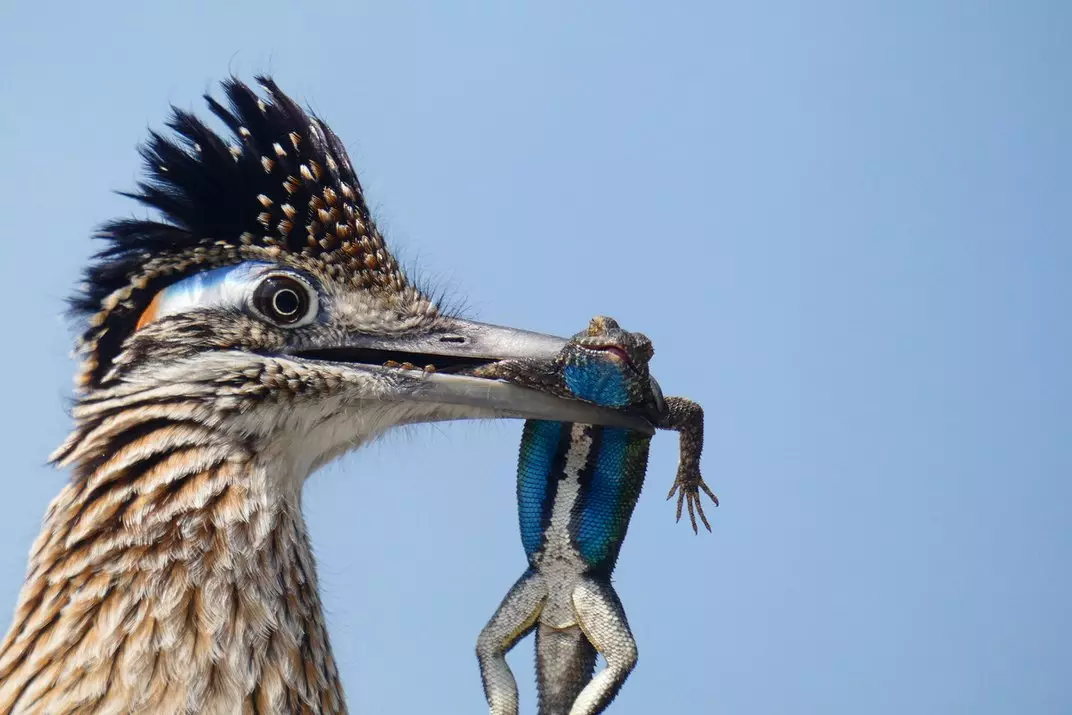 In Greater Roadrunner klampt in gigantyske hagedis mei blauwe strepen yn syn bek