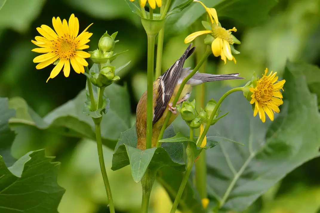 ជនជាតិអាមេរិក Goldfinch ជ្រលក់ក្បាលរបស់ពួកគេចូលទៅក្នុងផ្កាពែង ដើម្បីផឹកទឹកដែលប្រមូលបាននៅខាងក្នុង