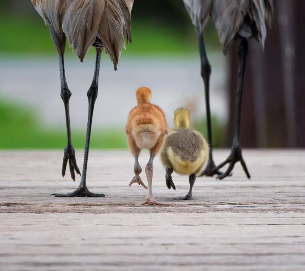 Les pattes de deux grues du Canada, une bébé grue du Canada et un oison marchent côte à côte sur un pont en bois