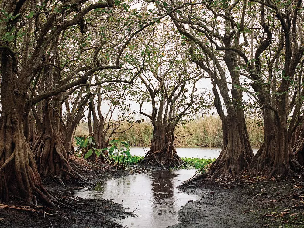 Keista gražuolė Everglades pakraštyje