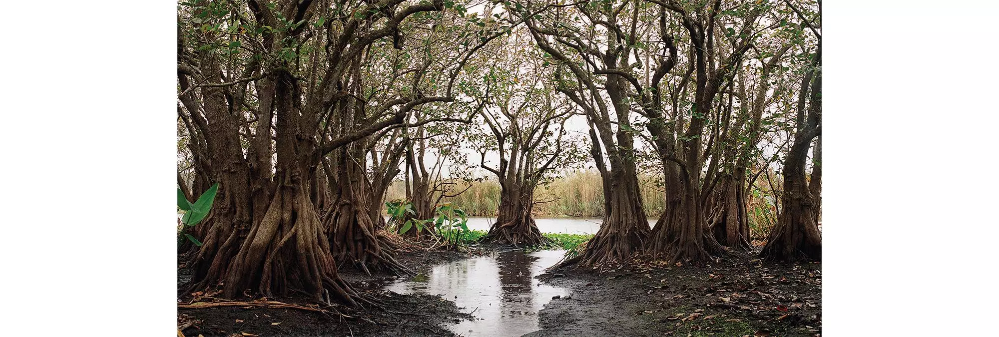 Botle bo Hlollang bo Mathokong a Everglades 25960_1