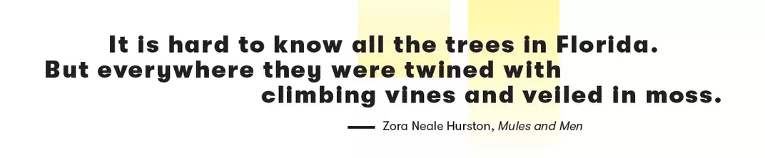 Kunzima ukwazi zonke izihlahla eFlorida. Kodwa yonke indawo ayesontelwe ngemivini ekhuphukayo futhi embozwe ngobulembu. -Zora Neale Huston, Mules kanye namadoda