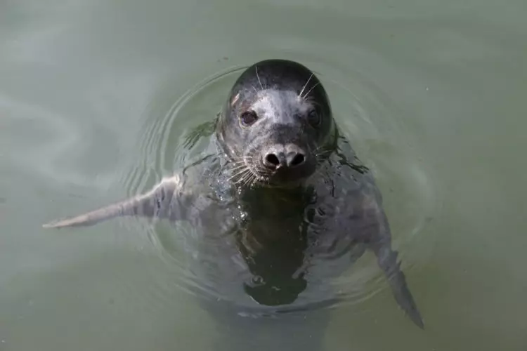 Harkje nei in seal Sing it 'Star Wars'-tema en 'Twinkle, Twinkle, Little Star'