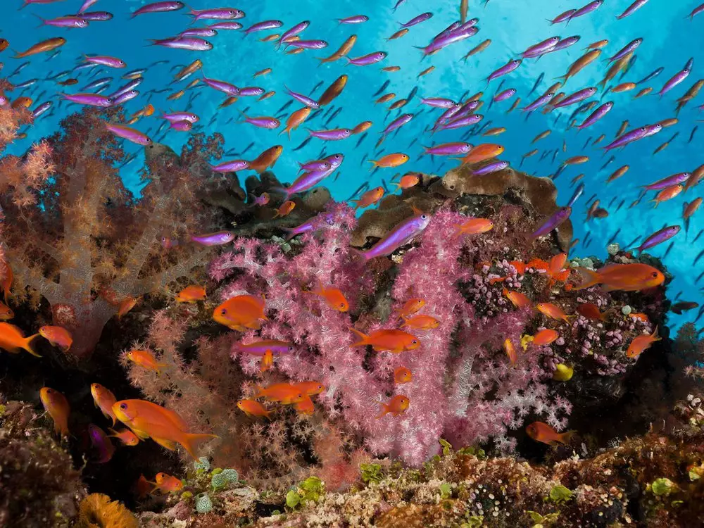 I-Coral Reef eFiji