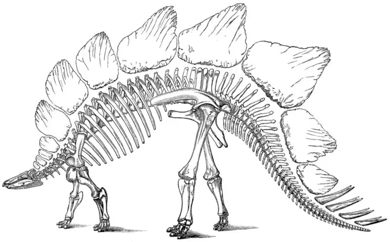 O.C. Konsepsyon Marsh nan yon Stegosaurus uit-pin