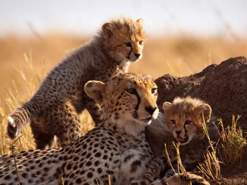 Wetenschappers weten dat ze belangrijke bugs echt moeten bestuderen, maar OMG een babycheetah