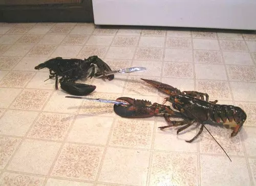 Canjin Yanayi Yana Samar da Lobsters na Cin Nami