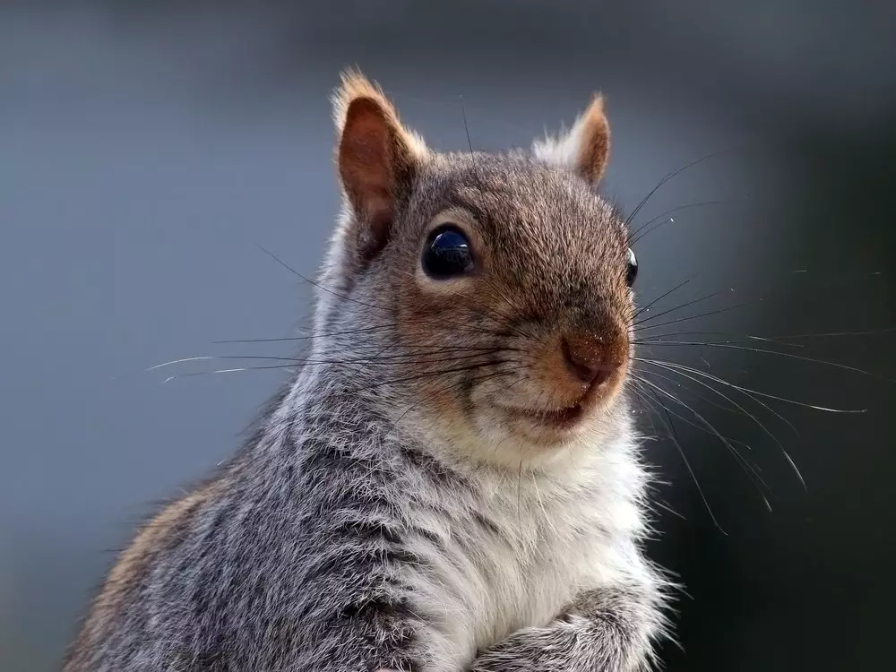 Squirrel Grey