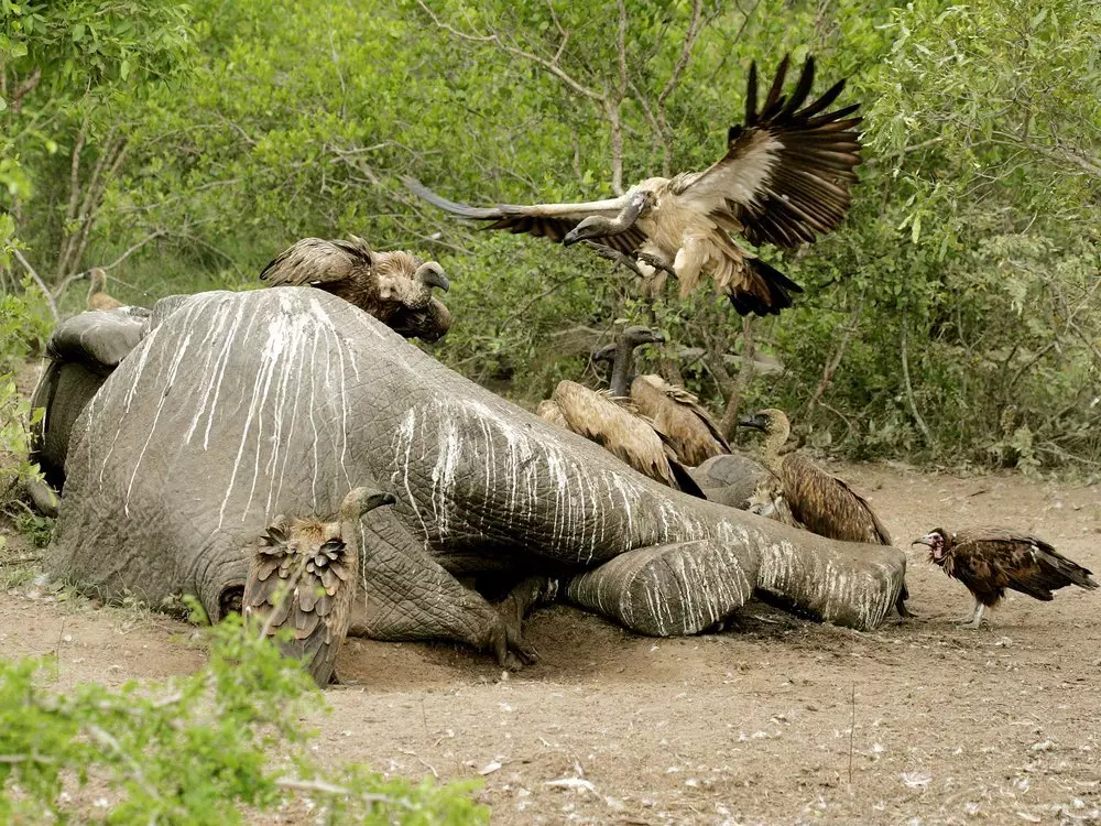 Racun pemburu haram Membunuh 530 ekor burung nasar yang terancam di Botswana