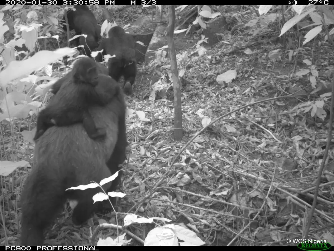 Imagens oferecem um vislumbre raro de gorilas de Cross River com seus bebês 26068_2