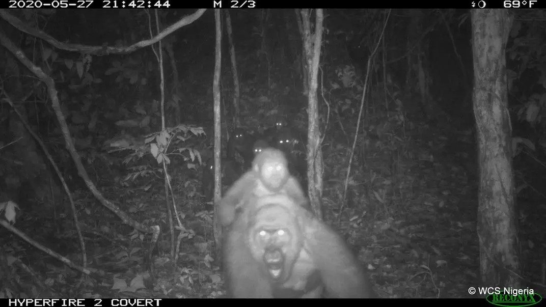 Imagens oferecem um vislumbre raro de gorilas de Cross River com seus bebês 26068_3