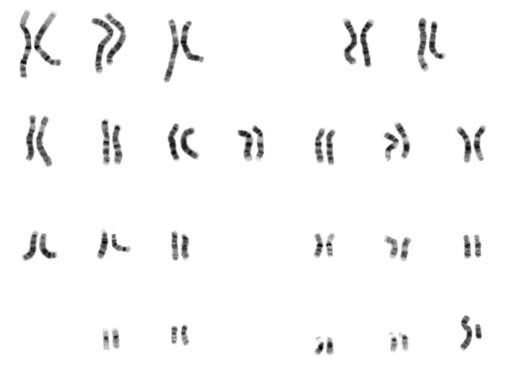 科学者たちは、最終的にヒトゲノム全体を解読しようとしています