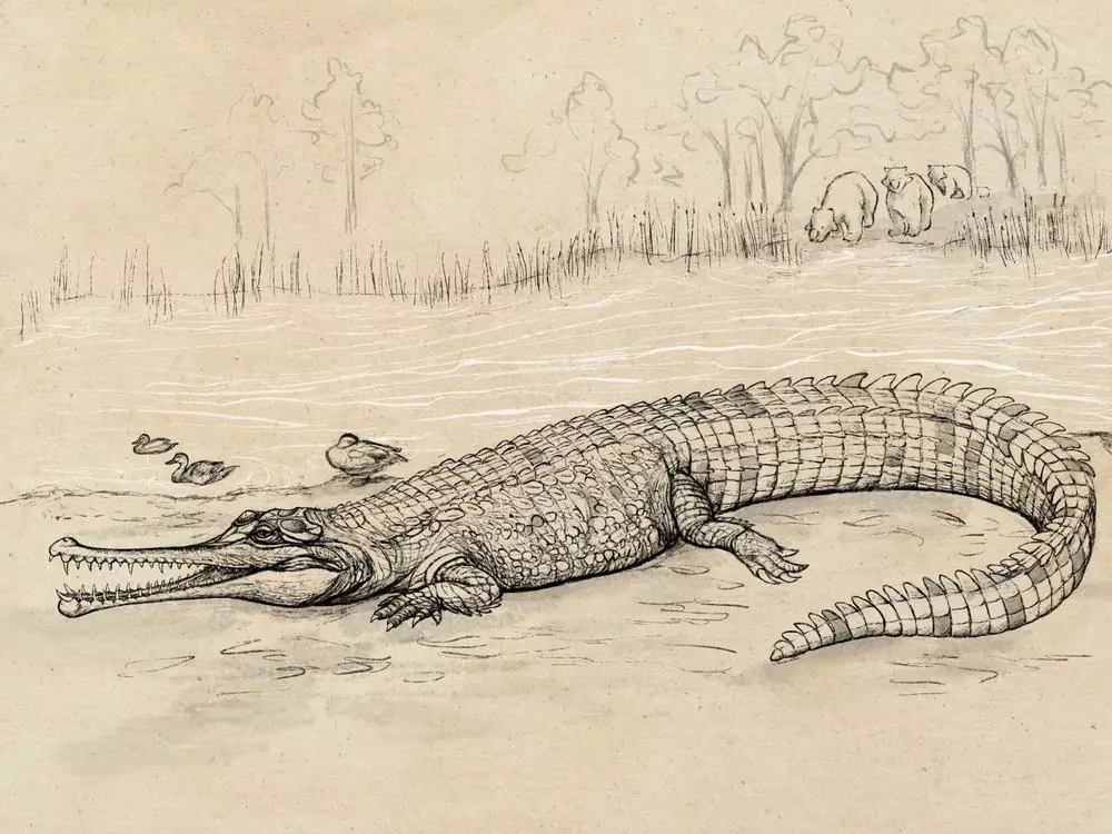 23-Kafa 'Boss River' Croc Fossil An samo a Ostiraliya