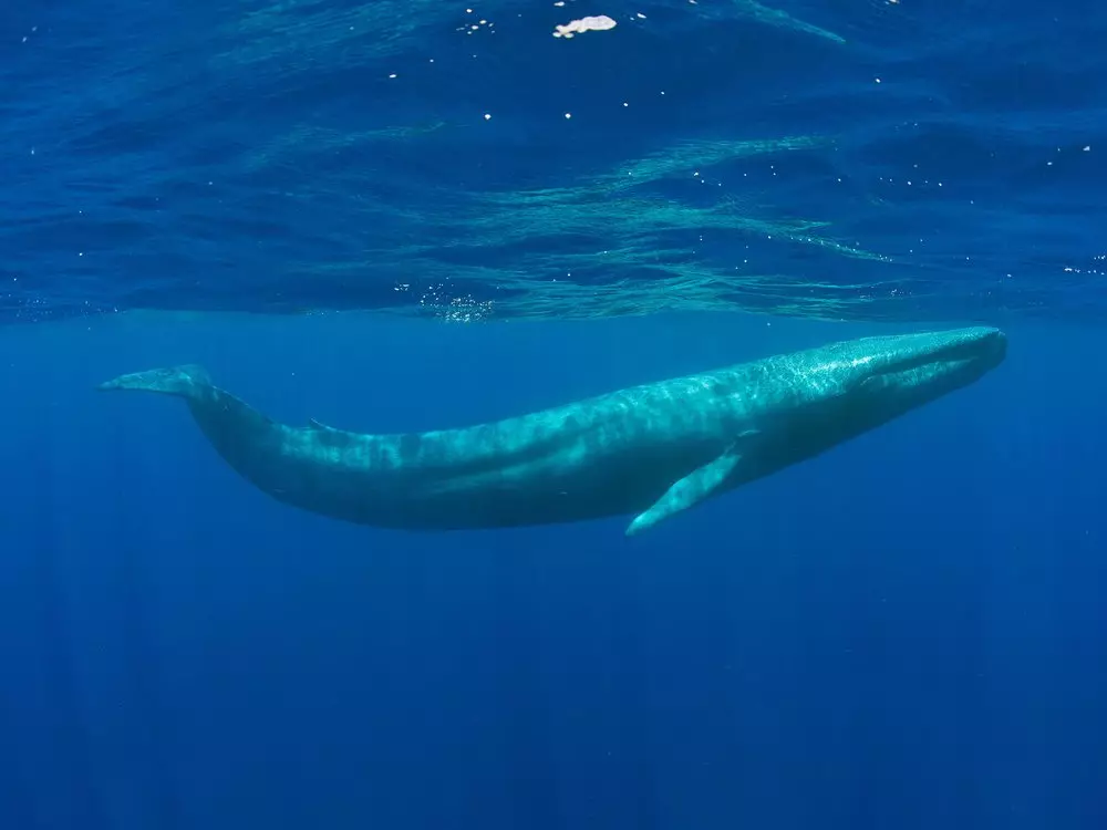 Pygmy blue whale