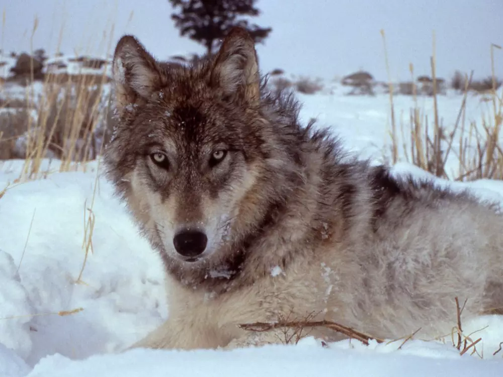 Smithsonian නාලිකාවේ "Running with Wolves" මංගල දර්ශනය