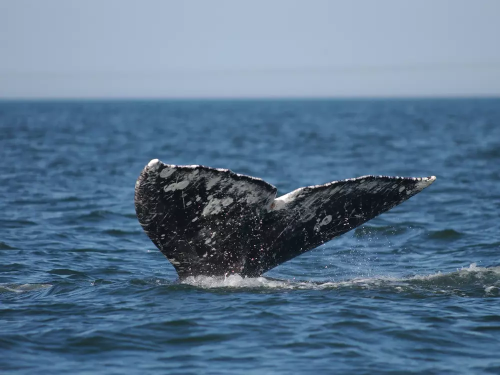 Grey Whale Ya Karya Rikodin Hijira Tare da Tafiyar Mile 16,700